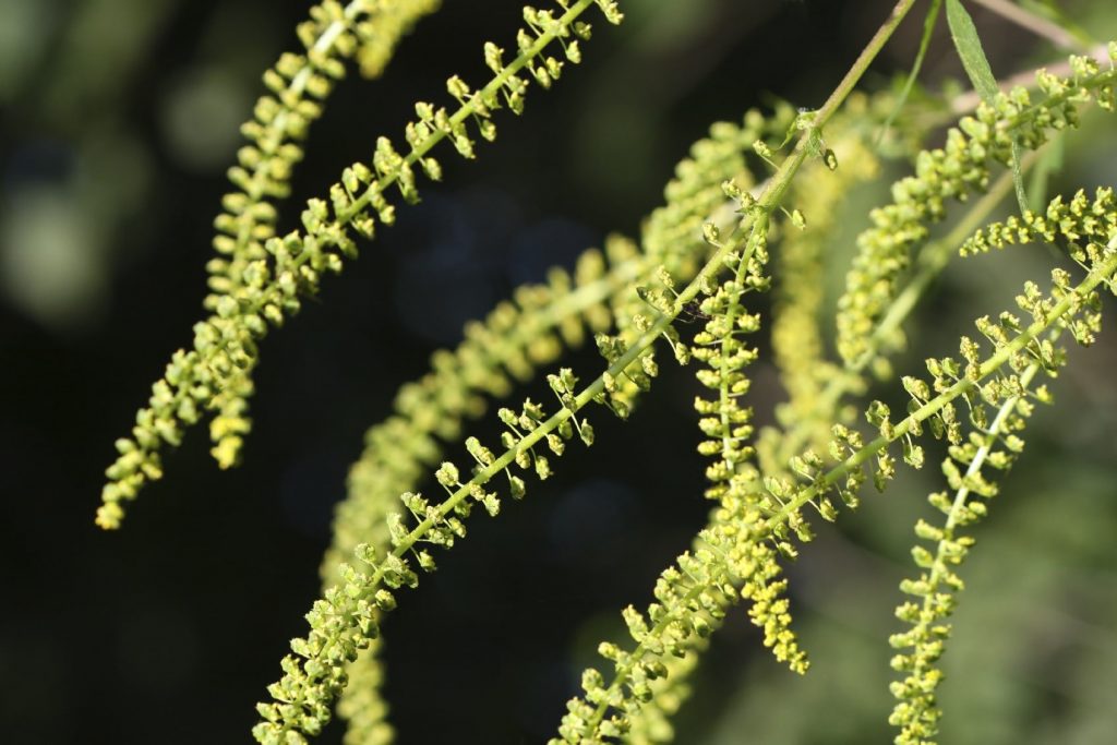 Ragweed Pollen: Coming Soon to a Place Near You! - Midwest Allergy ...